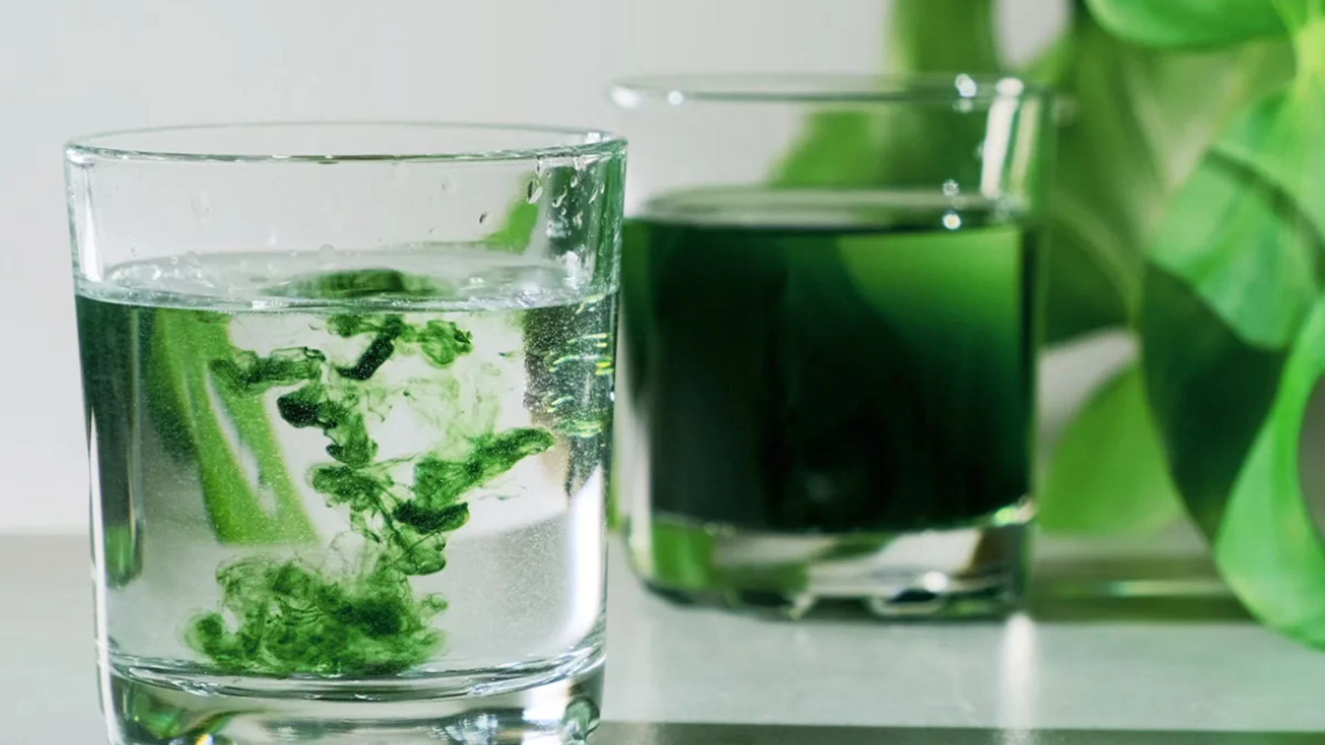 What Is Chlorophyll Water And Its Health Benefits? - Snackfax
