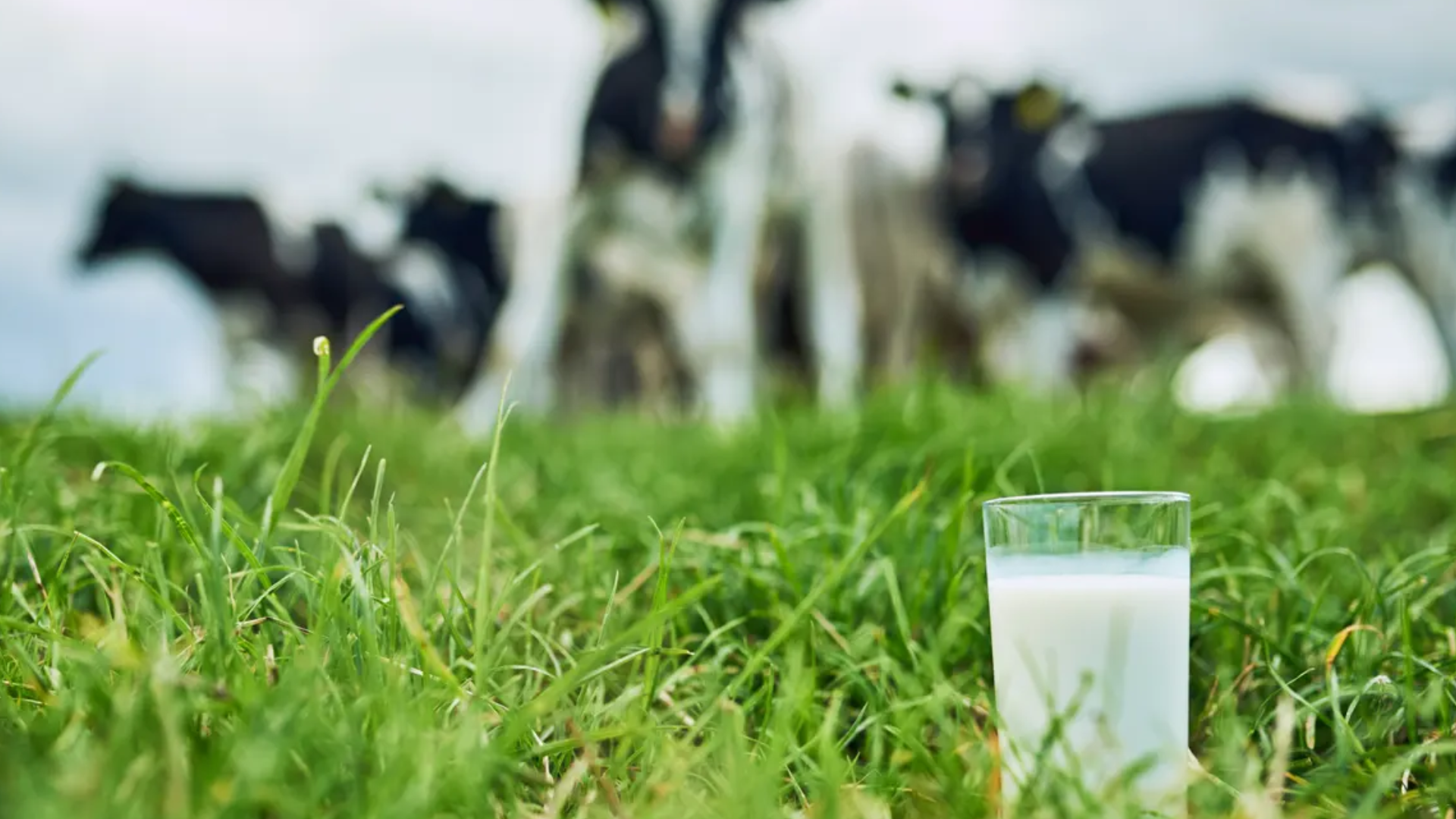 Israeli Food Tech Startup Granted First-ever Permit To Produce Cow-free ...
