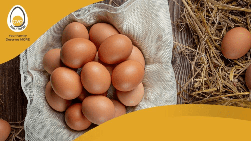 OVO Farm Revolutionizes Indian Egg Industry With Blockchain Technology ...
