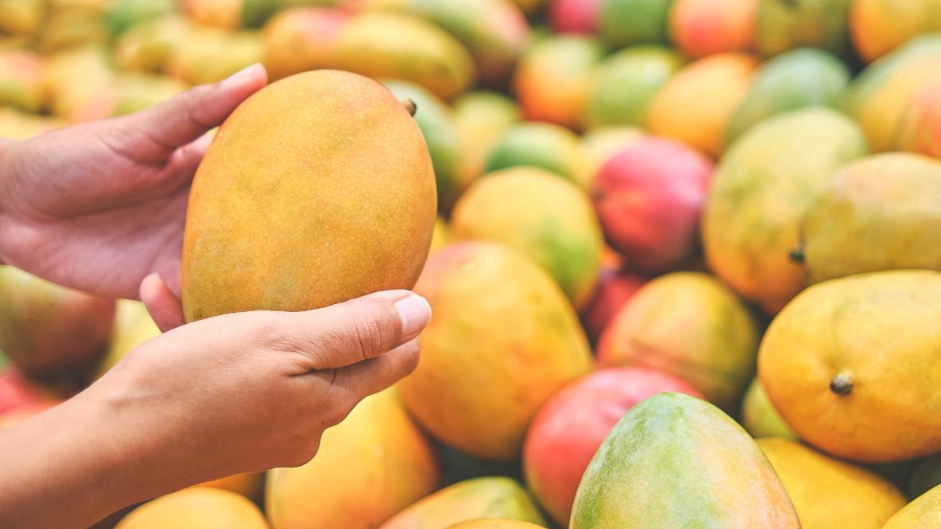 Juicy Delights Of India: 7 Must-try Mango Varieties You Need To Try ...