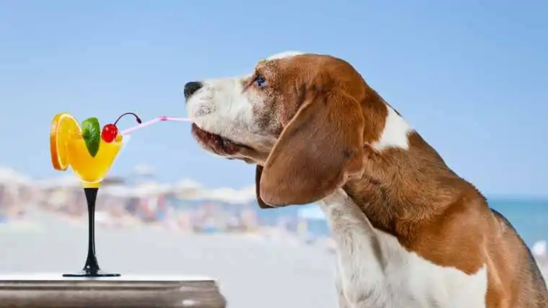 Pawsitively Cool: 3 Tail-wagging Dog-friendly Drinks To Beat The Heat ...