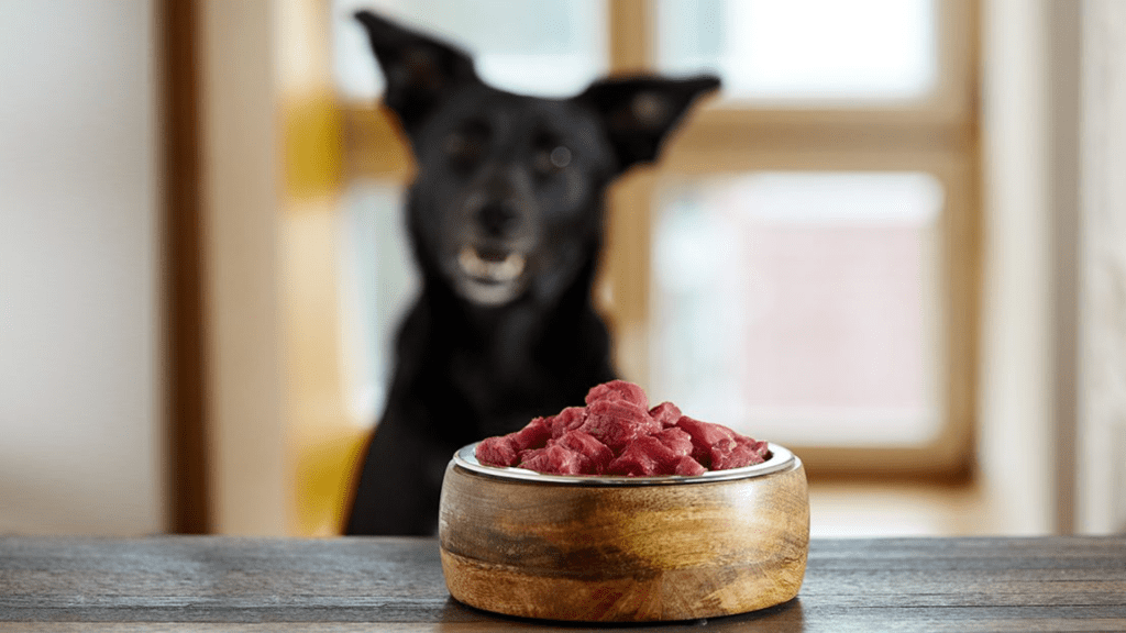 Vets Are Horrified! The Alarming Reasons To NEVER Feed Your Dog Raw Or ...