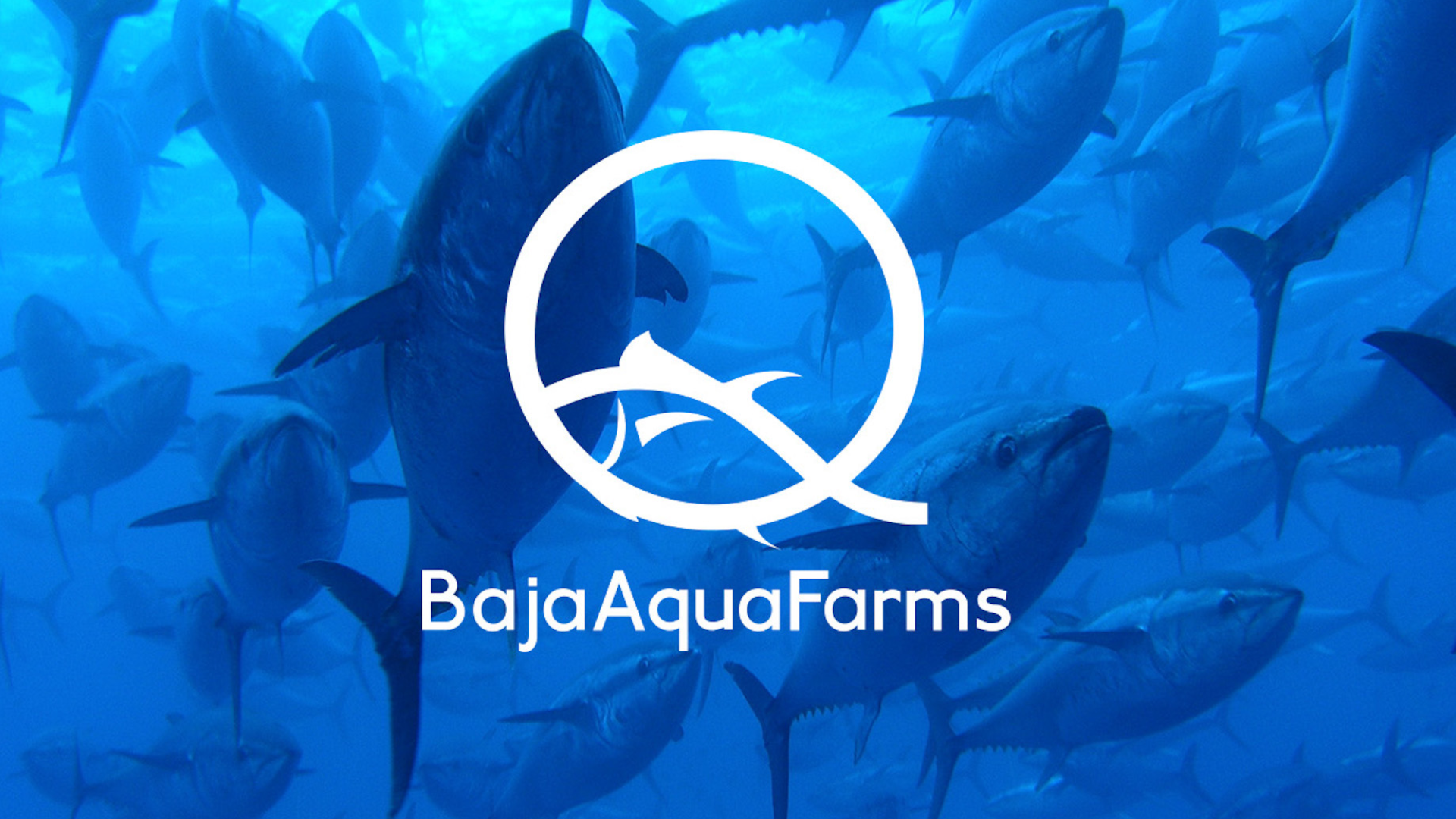 Global Consortium Pumps Capital Into Baja Aqua-Farms To Accelerate ...