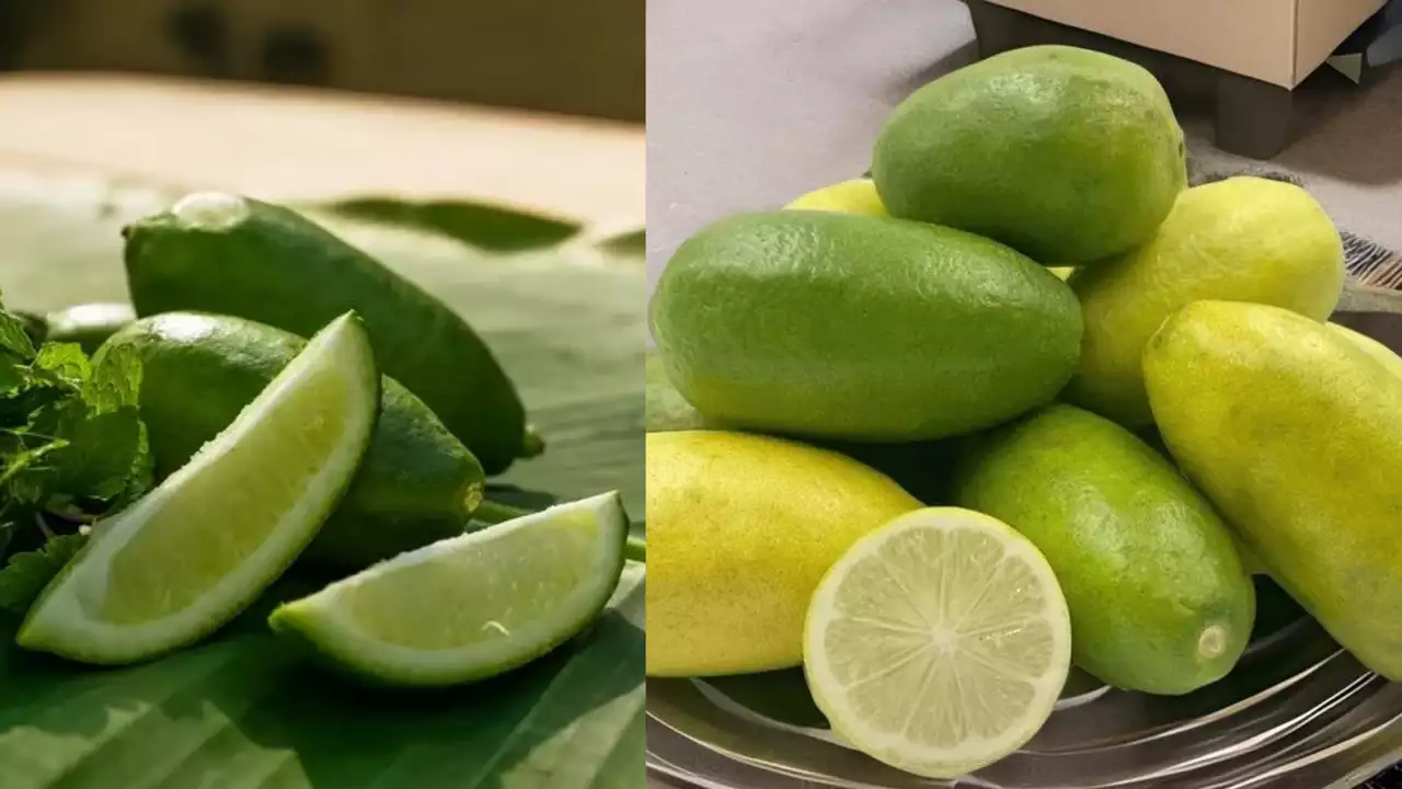 GI-tagged 'Kaji Nemu' Declared As State Fruit Of Assam - Snackfax